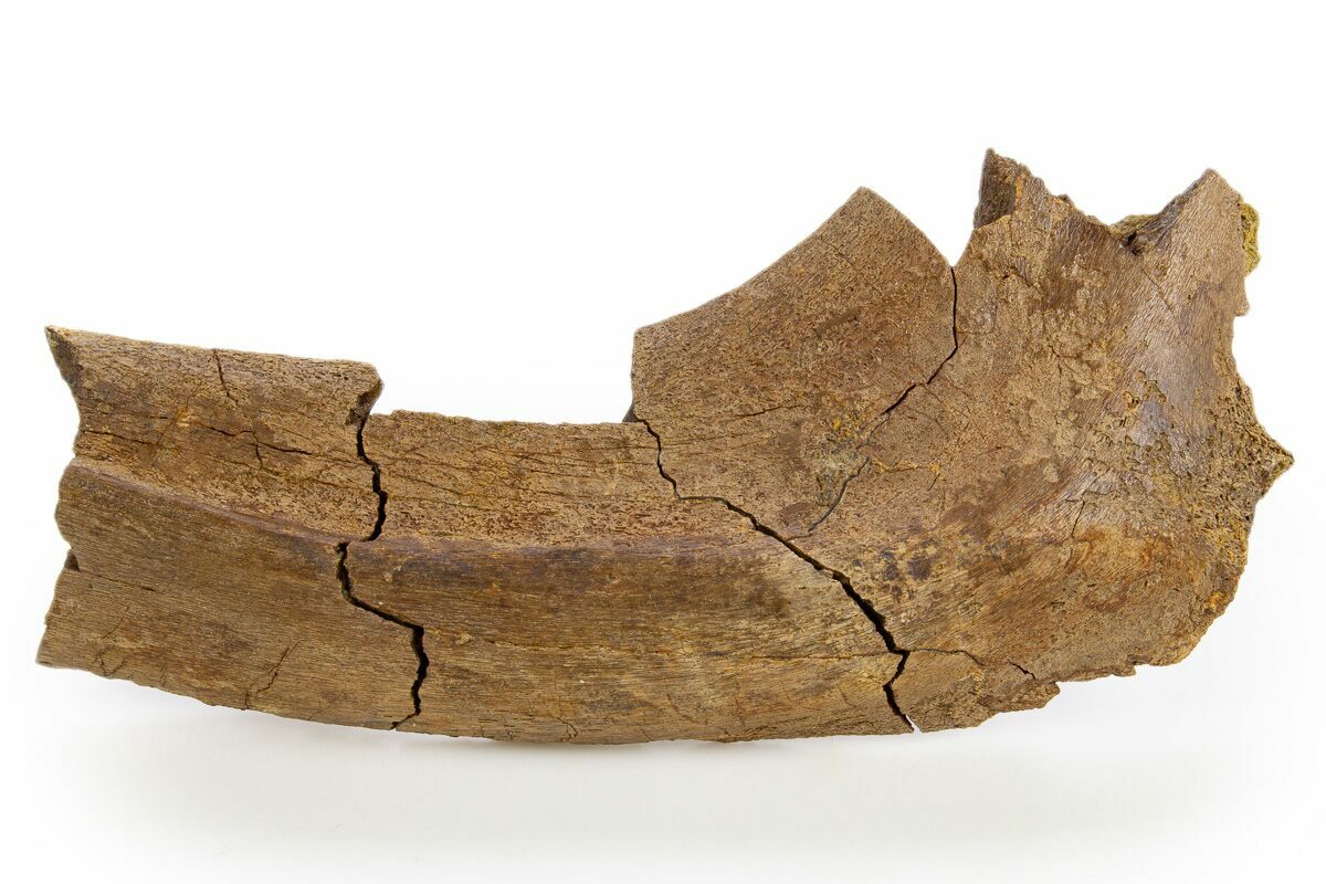 5.8" Dinosaur Rib Bone Section - Wyoming (#330903) For Sale - FossilEra.com