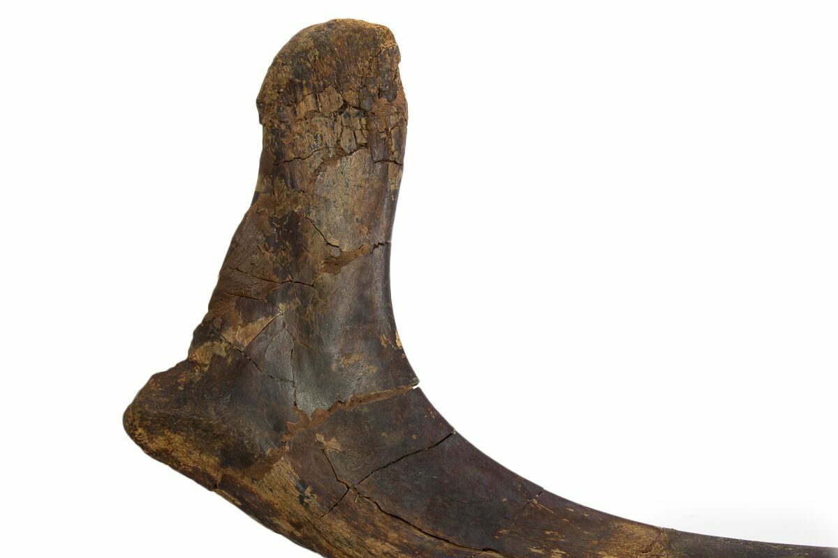 19.2" Hadrosaur (Edmontosaurus) Rib Bone - Wyoming (#330958) For Sale ...