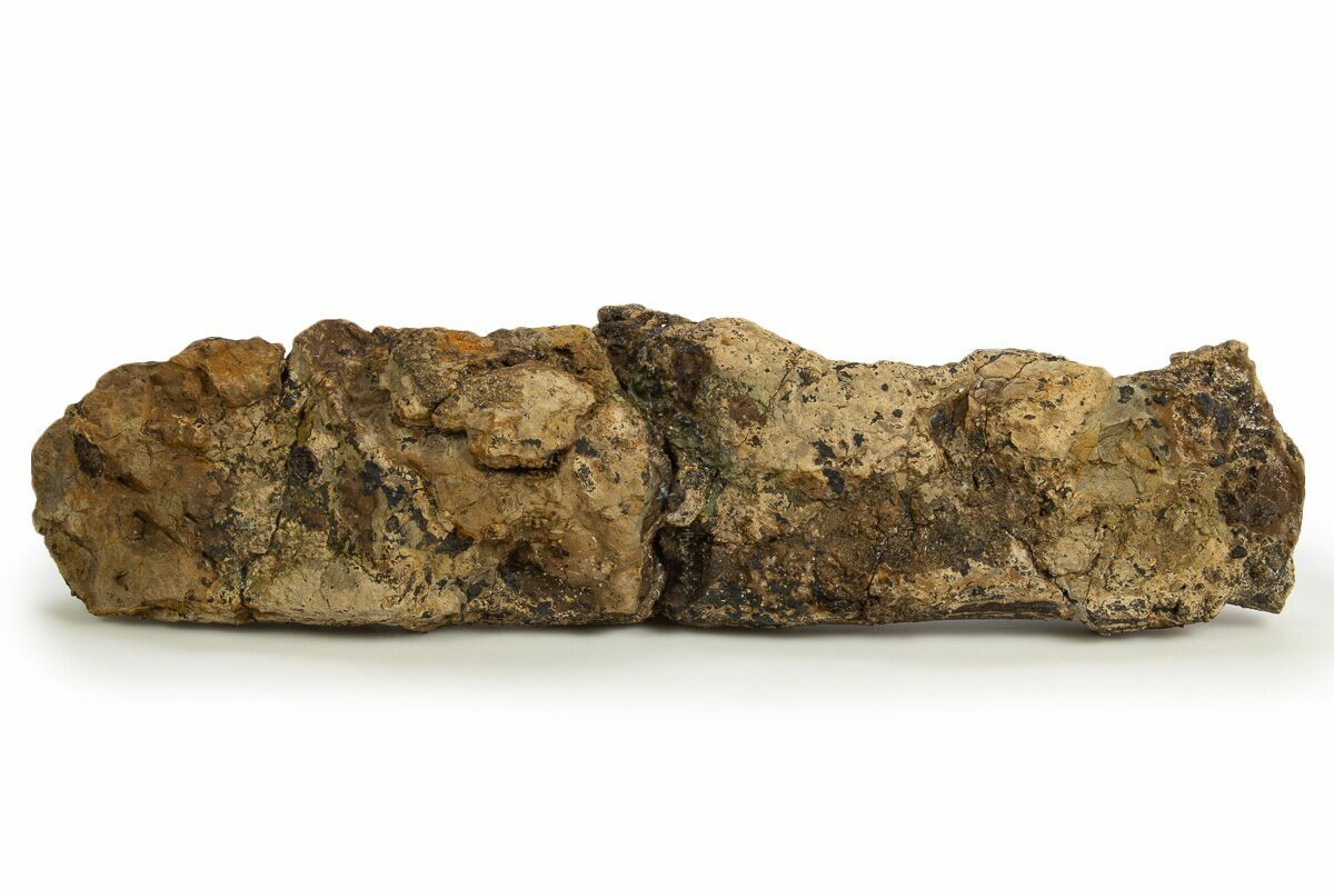 11.4" Dinosaur (Triceratops) Rib Bone Section - Wyoming (#330976) For ...