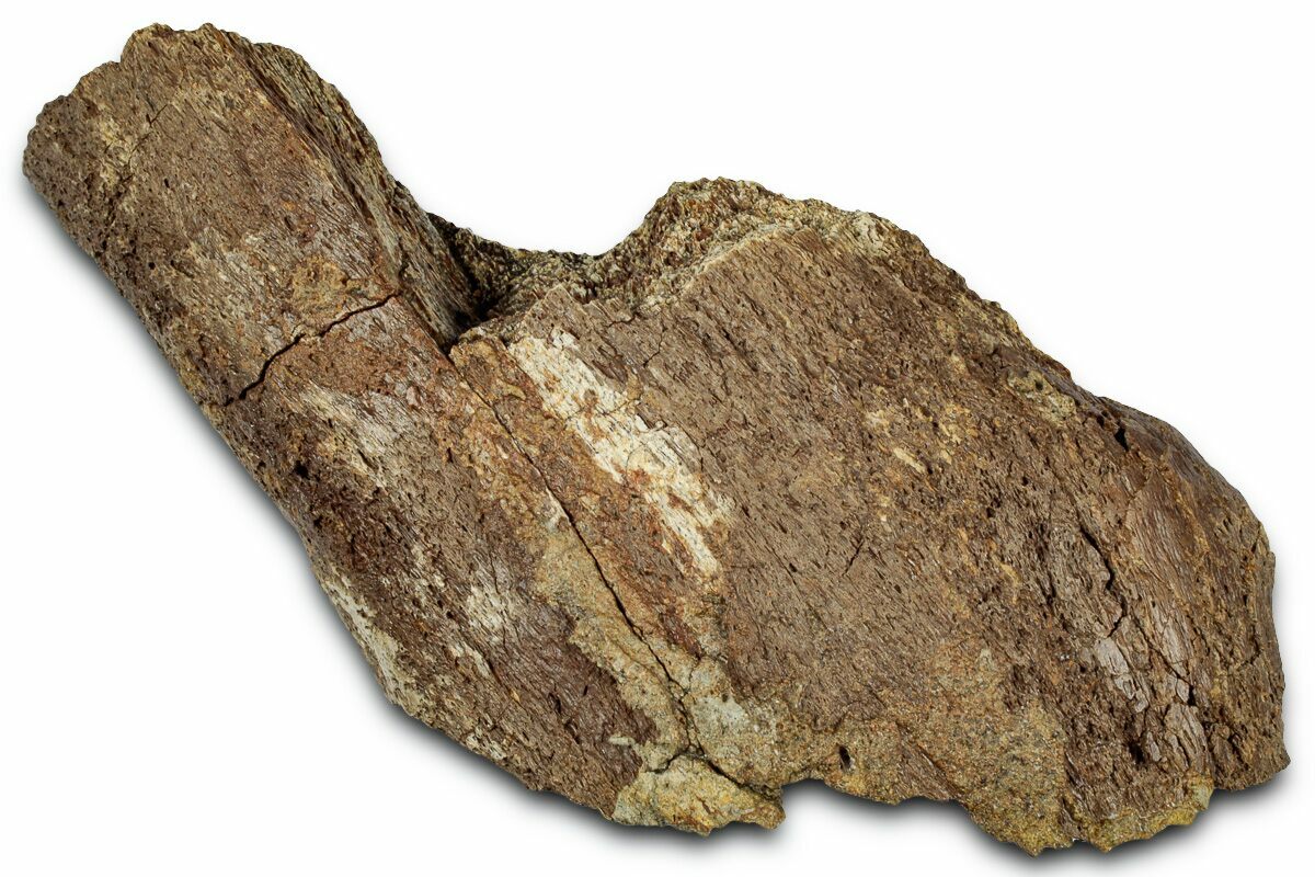 5.6" Fossil Dinosaur Bone Section - Wyoming (#330996) For Sale ...