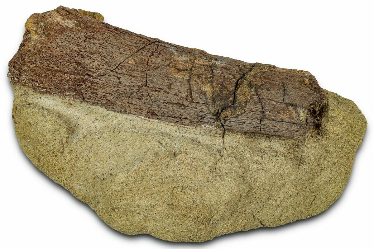 3.2" Hadrosaur (Edmontosaurus) Rib Section in Sandstone - Wyoming ...