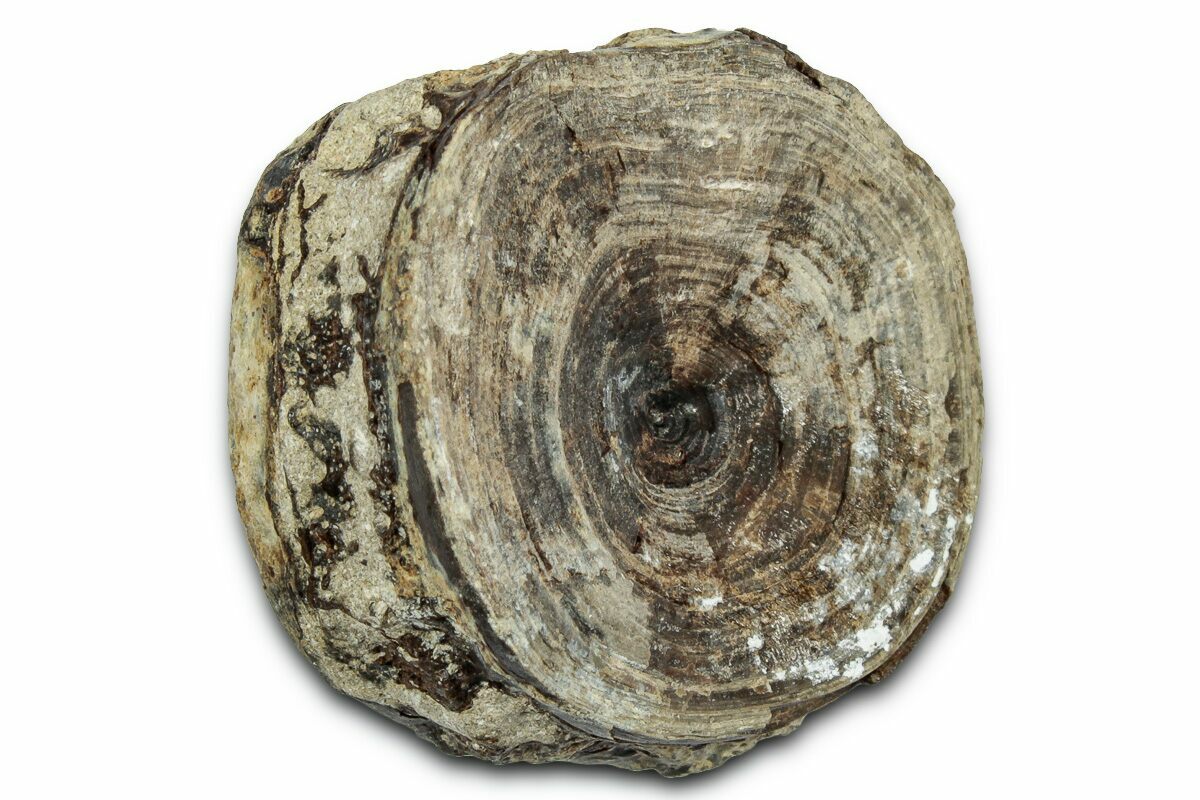 1.1" Fossil Ray-Finned Fish (Ichthyodectes) Vertebra - Kansas (#331025 ...