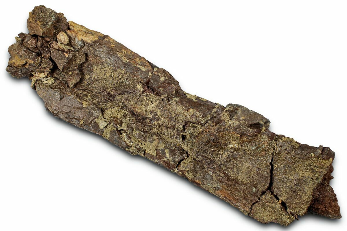 10.3" Fossil Dinosaur Appendage Bone Section - Wyoming (#331010) For ...