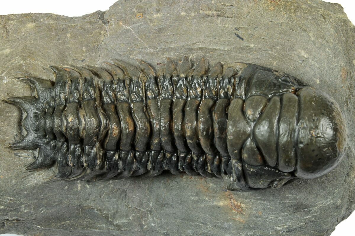 3" Detailed Crotalocephalina Trilobite - Exposed Hypostome (#331014 ...