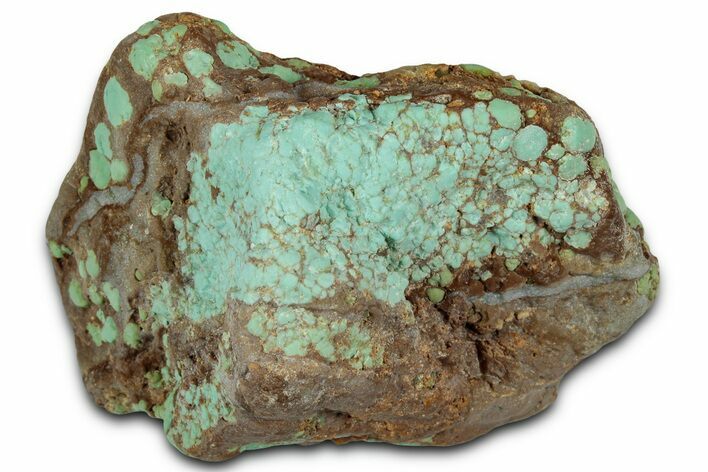 2.5" Tumbled Turquoise Specimen - Number 8 Mine, Carlin, NV (#331235 ...