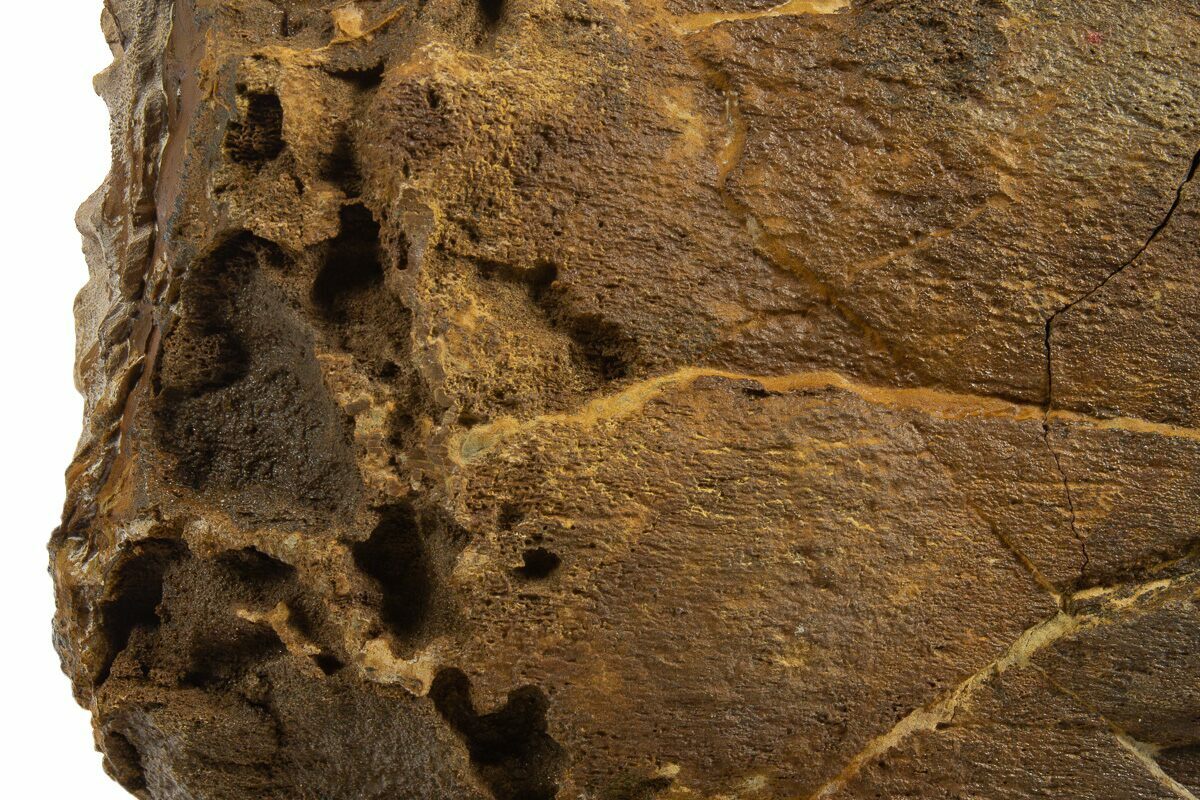 5.9" Fossil Dinosaur Bone Section - Wyoming (#331004) For Sale ...