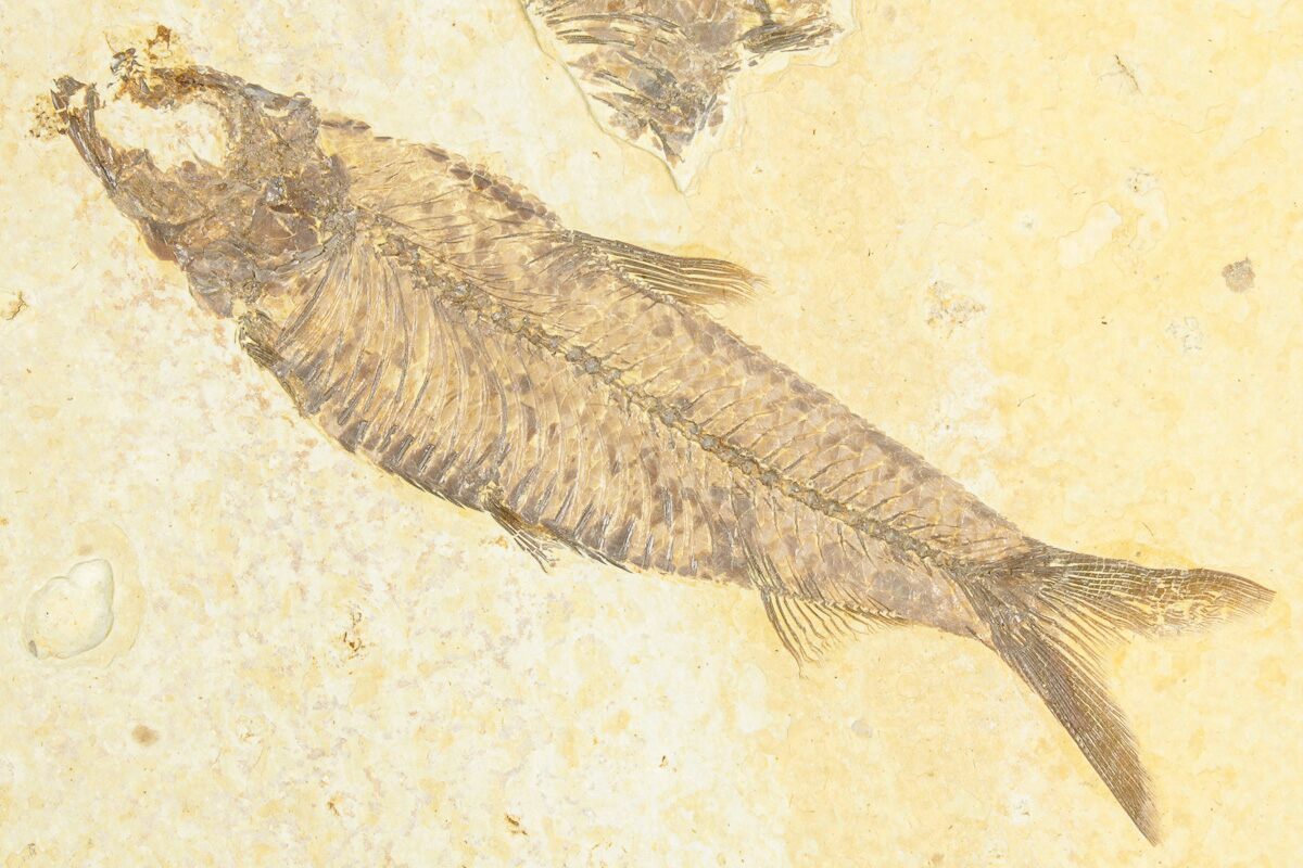 4.3" Detailed Fossil Fish (Knightia) - Wyoming (#331076) For Sale ...