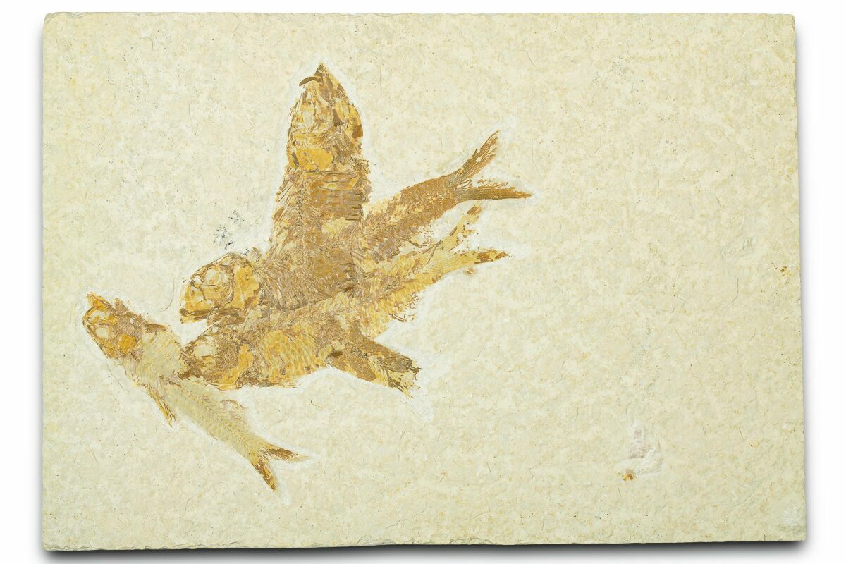 7" Shale With Four Fossil Fish (Knightia) - Wyoming (#331079) For Sale ...