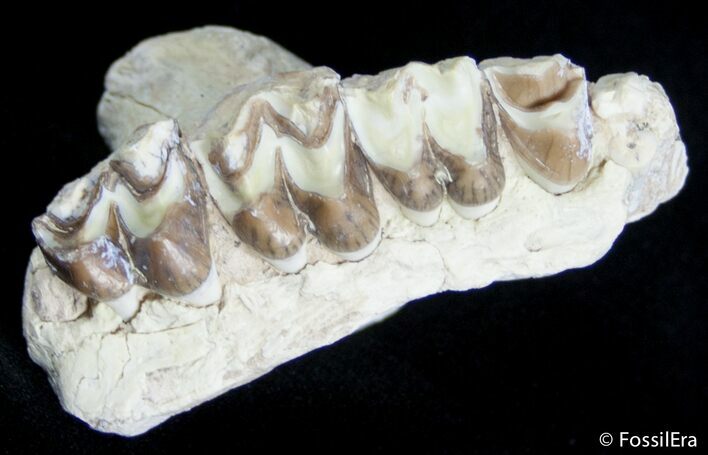 Oreodont Jaw Section (#2868) For Sale - FossilEra.com