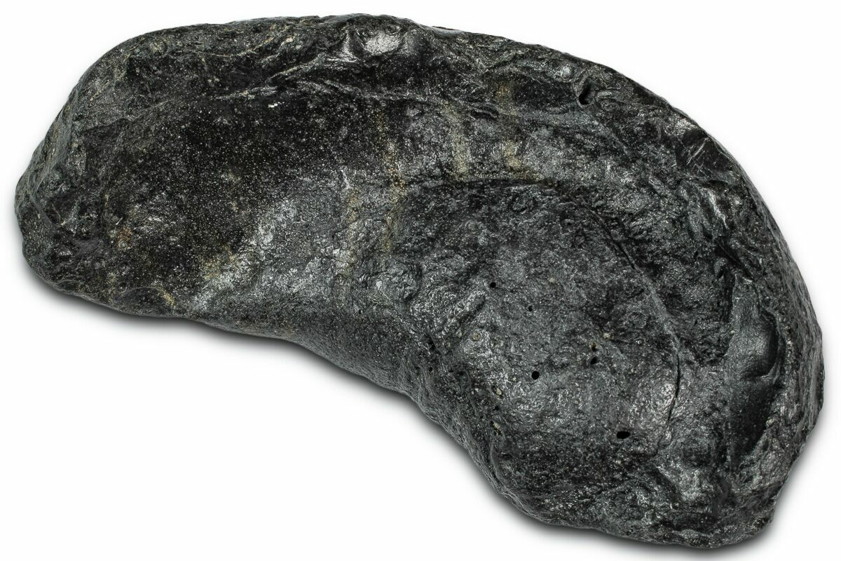 4.25" Large Fossil Whale Ear Bone - South Carolina (#332014) For Sale ...