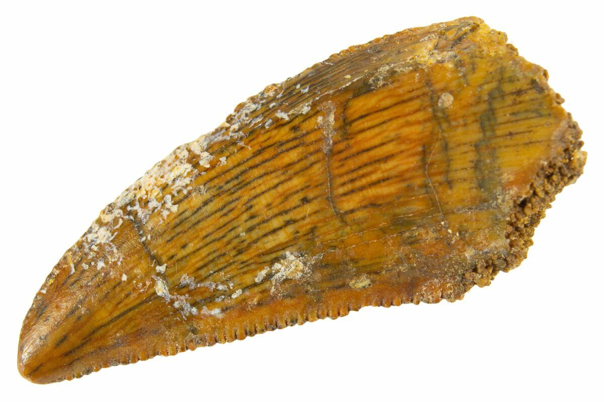 Serrated .81" Raptor Tooth - Real Dinosaur Tooth (#332117) For Sale ...