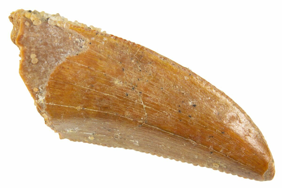 Serrated .85" Raptor Tooth - Real Dinosaur Tooth (#332123) For Sale ...