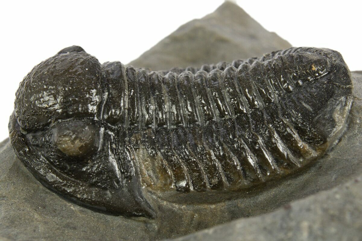 1.1" Detailed Proetid (Gerastos) Trilobite Fossil - Morocco (#331973 ...