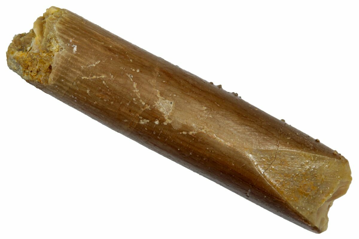 1.01" Unusual Sauropod Dinosaur (Nigersaurus?) Tooth - Morocco (#332460 ...