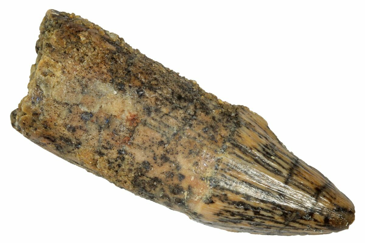 .97" Rooted Crocodylomorph (Araripesuchus?) Tooth - Morocco (#332523 ...