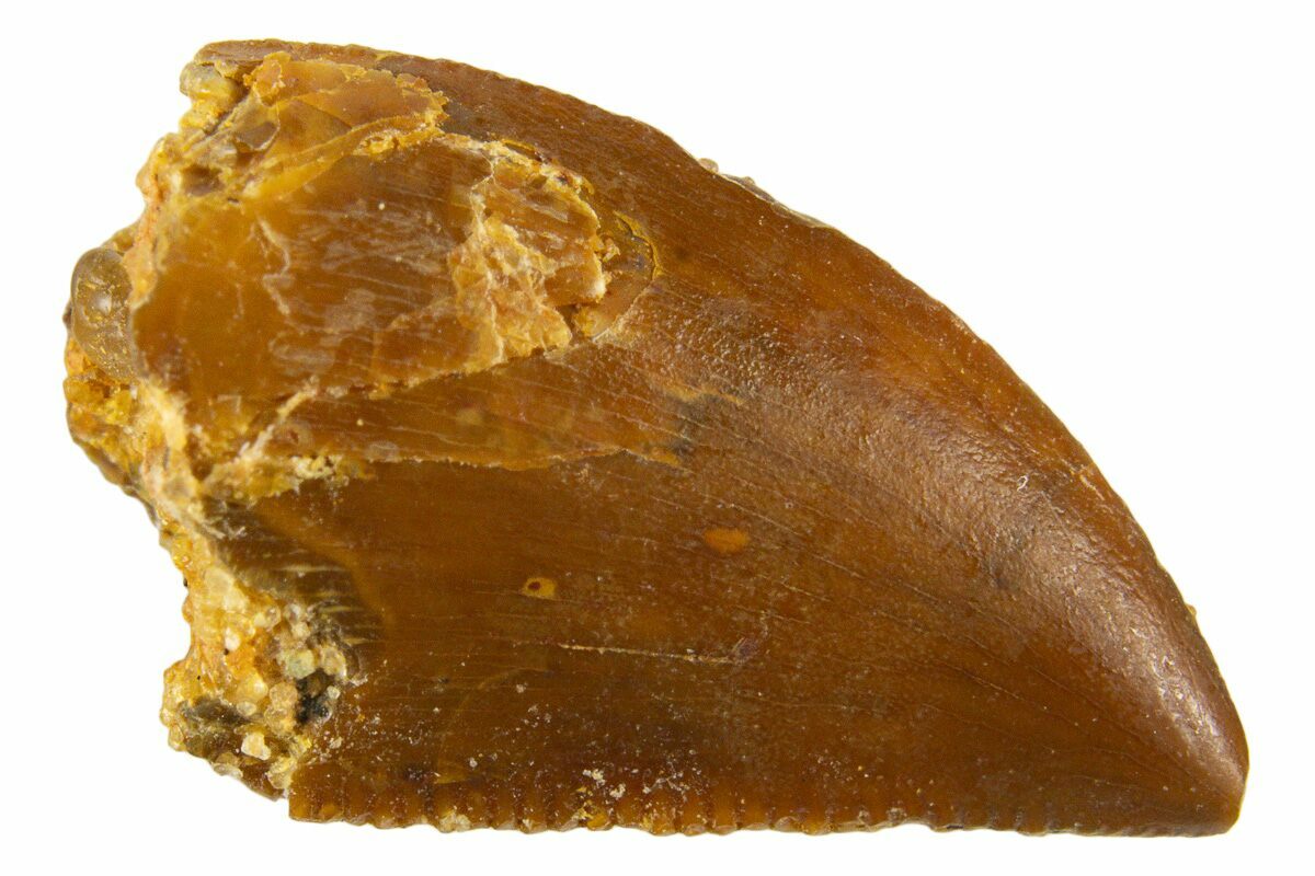 Serrated .50" Raptor Tooth - Real Dinosaur Tooth (#332432) For Sale ...