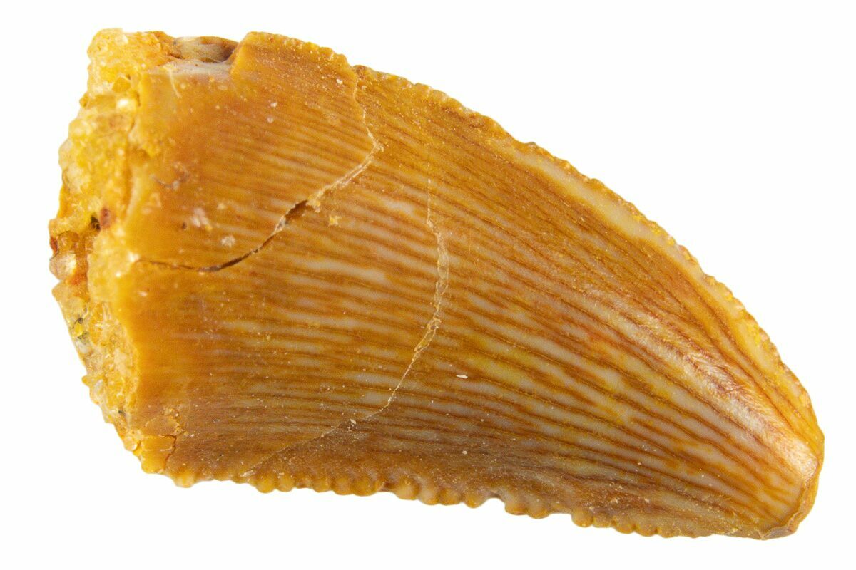 Serrated .45" Raptor Tooth - Real Dinosaur Tooth (#332436) For Sale ...