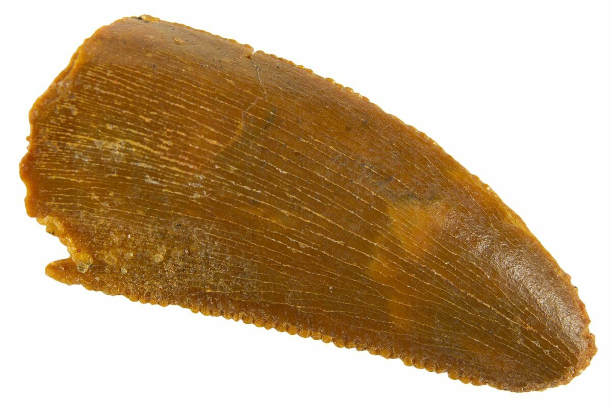 Serrated .79" Raptor Tooth - Real Dinosaur Tooth (#332493) For Sale ...