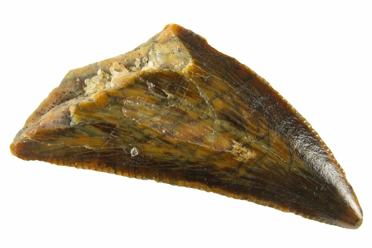 Serrated .60" Raptor Tooth - Real Dinosaur Tooth (#332496) For Sale ...
