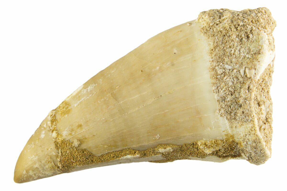 2" Fossil Mosasaur (Hainosaurus) Tooth - Morocco (#332951) For Sale ...