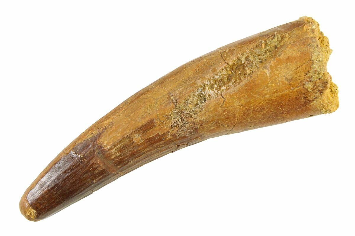 3.02" Fossil Spinosaurus Tooth - Real Dinosaur Tooth (#332741) For Sale ...