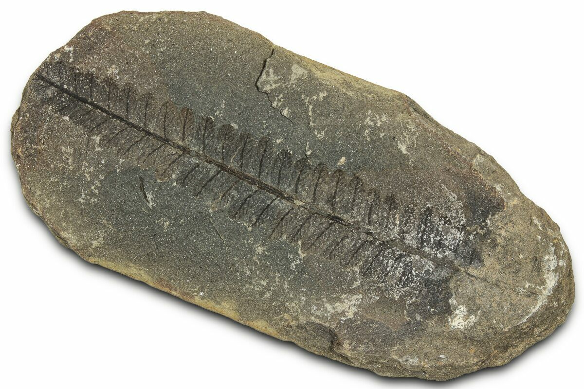 2.5" Fossil Fern (Pecopteris) Nodule Pos/Neg - Mazon Creek (#331700 ...