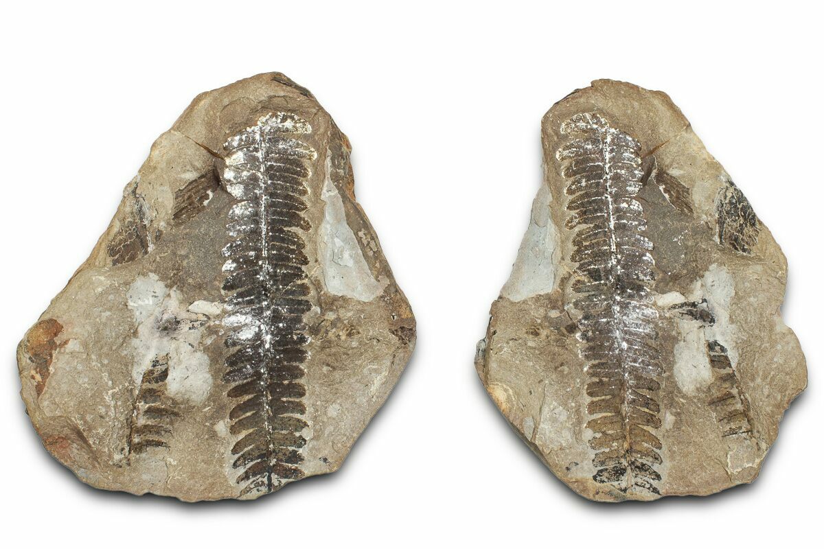 2.8" Fossil Fern (Pecopteris) Nodule Pos/Neg - Mazon Creek (#331702 ...