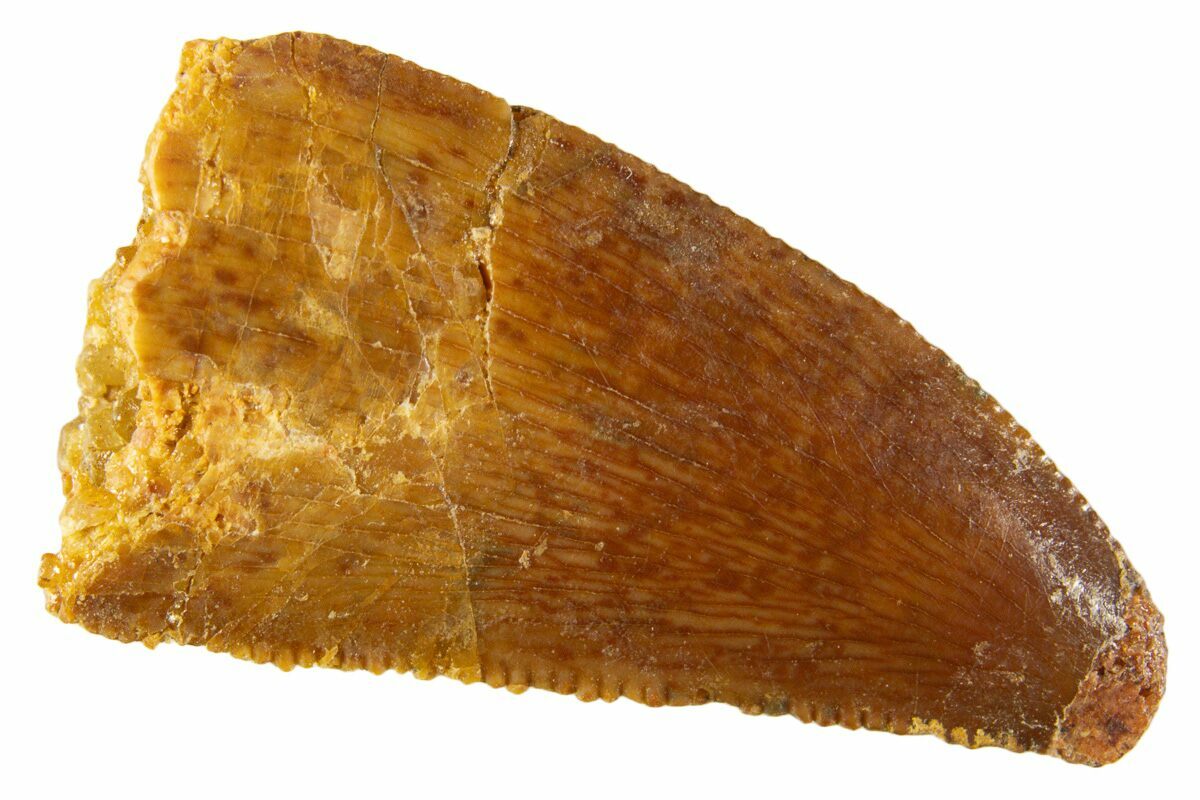 Serrated .72" Raptor Tooth - Real Dinosaur Tooth (#332646) For Sale ...