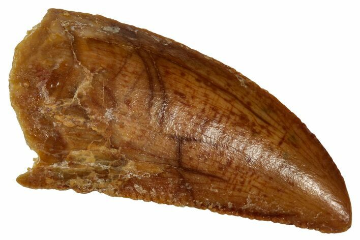 Serrated .80" Raptor Tooth - Real Dinosaur Tooth (#333326) For Sale ...