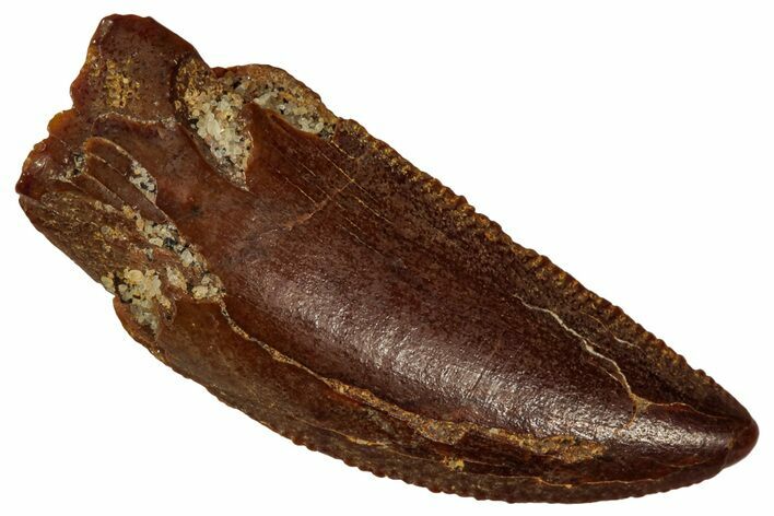 Serrated .79" Raptor Tooth - Real Dinosaur Tooth (#333330) For Sale ...