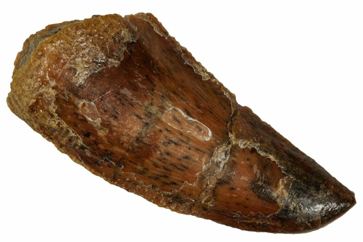 Serrated .81" Raptor Tooth - Real Dinosaur Tooth (#333343) For Sale ...