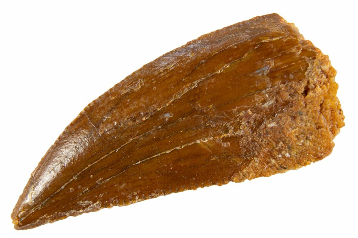 Serrated .85" Raptor Tooth - Real Dinosaur Tooth (#332539) For Sale ...