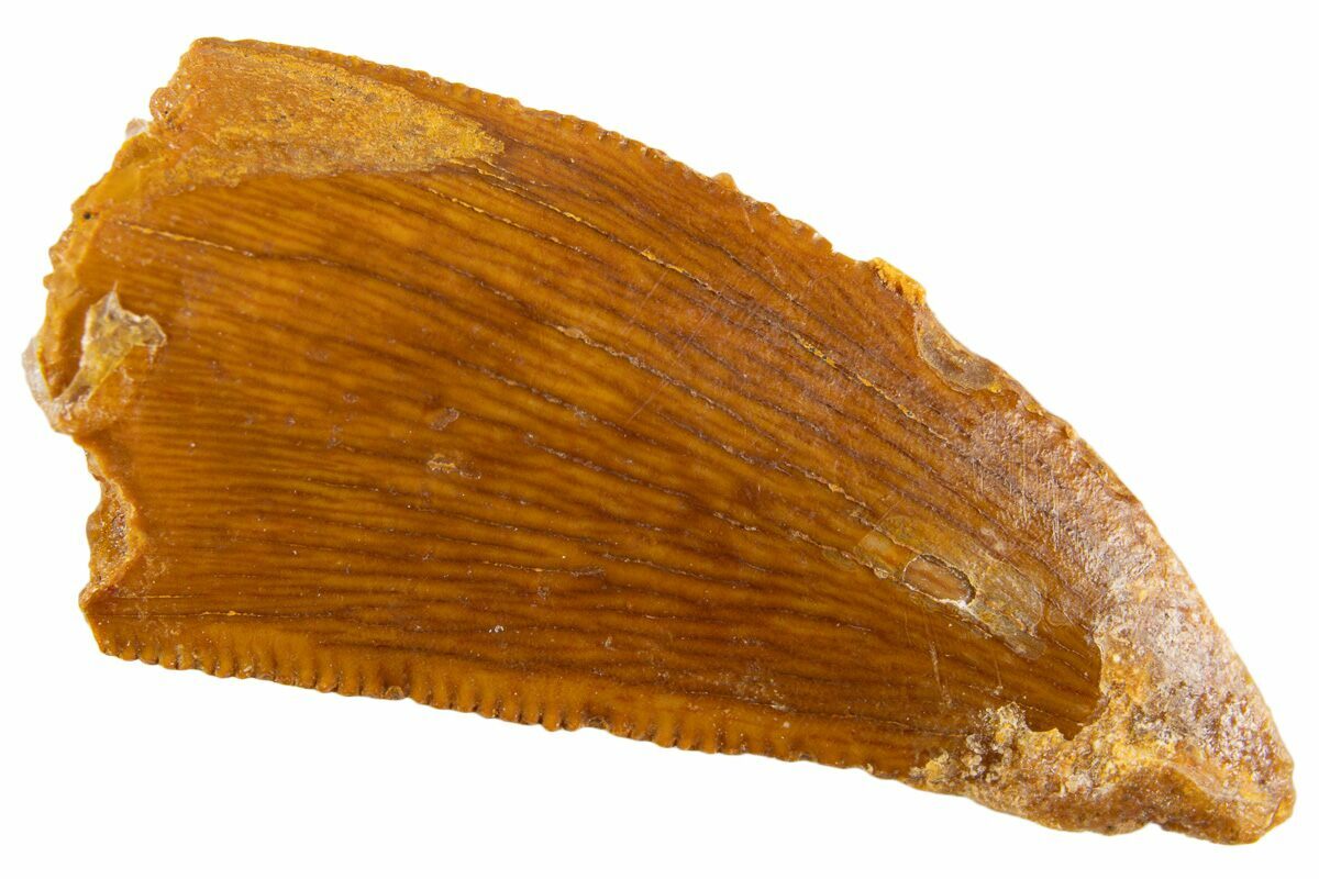 Serrated .82" Raptor Tooth - Real Dinosaur Tooth (#332605) For Sale ...