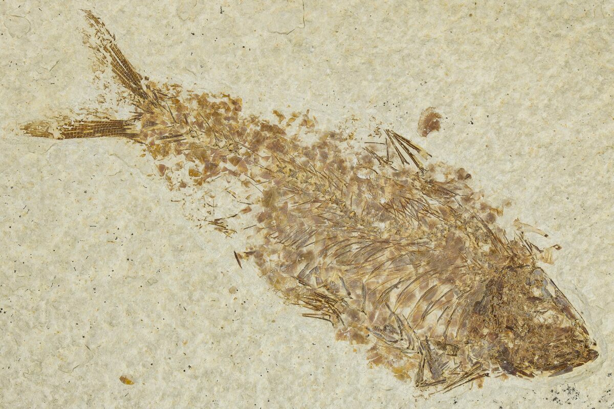 Bargain, 4.75" Fossil Fish (Diplomystus) - Wyoming (#333753) For Sale ...
