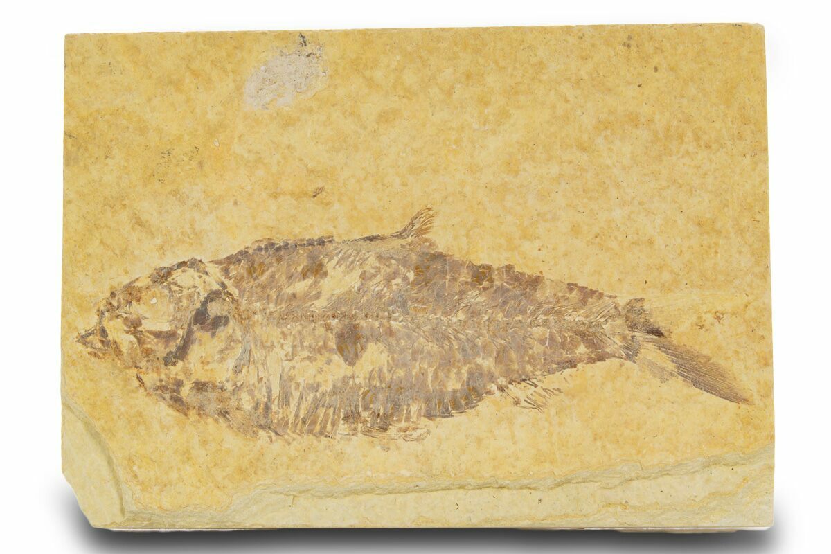 4.75" Detailed Fossil Fish (Knightia) - Wyoming (#333749) For Sale ...