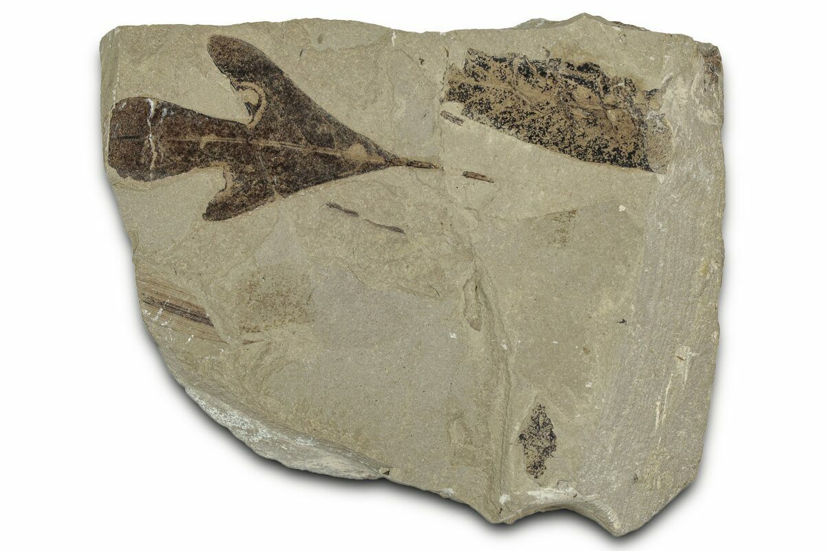 1.6" Eocene Fossil Balloon Vine (Cardiospermum) Leaf - Utah (#334184 ...