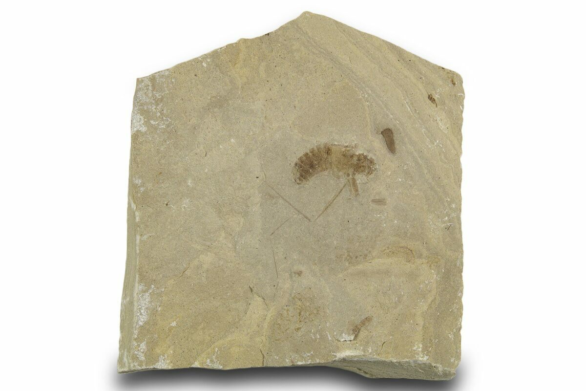 .5" Eocene Fossil Cricket (Orthoptera) - Green River Formation (#334241 ...