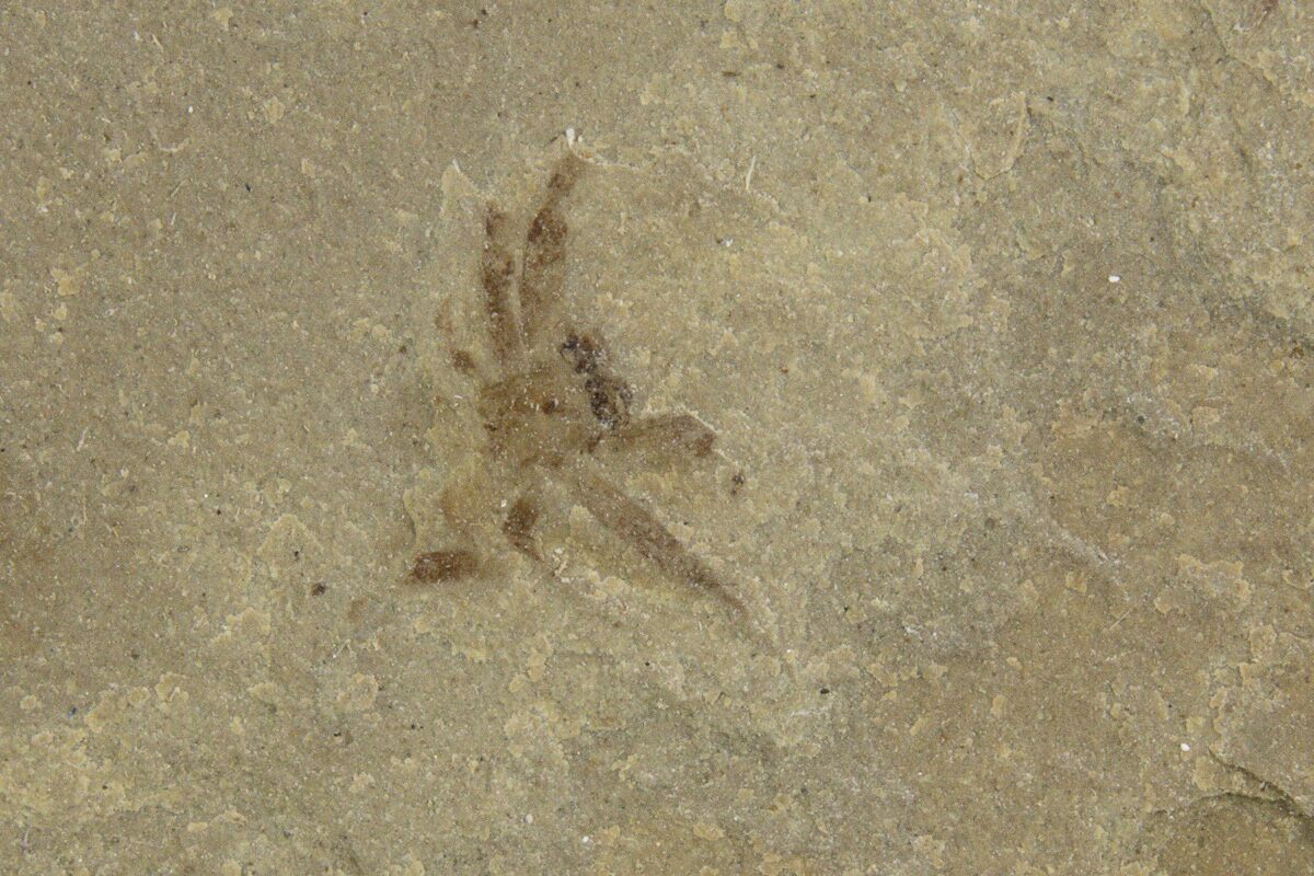 .2" Detailed Fossil Spider & Crane Fly - Green River Formation, Utah ...