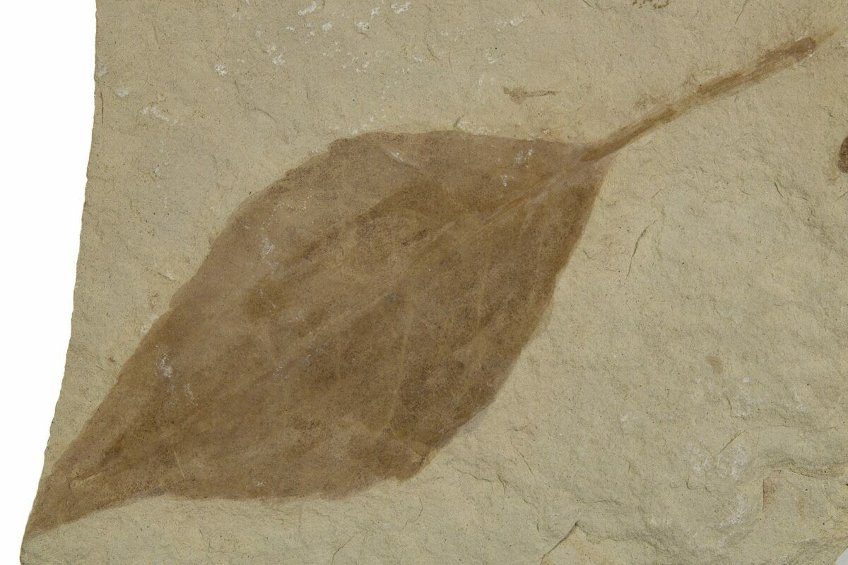 3.2" Fossil Oak Leaf (Quercus) - Green River Formation, Utah (#334300 ...