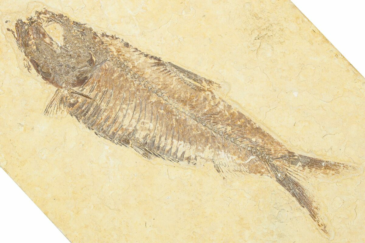 3.9" Detailed Fossil Fish (Knightia) - Wyoming (#333921) For Sale ...