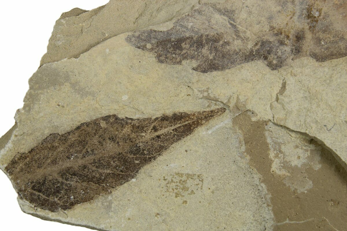 Fossil Sumac Leaf and Coffeetree Leaf - Green River Formation, Utah ...