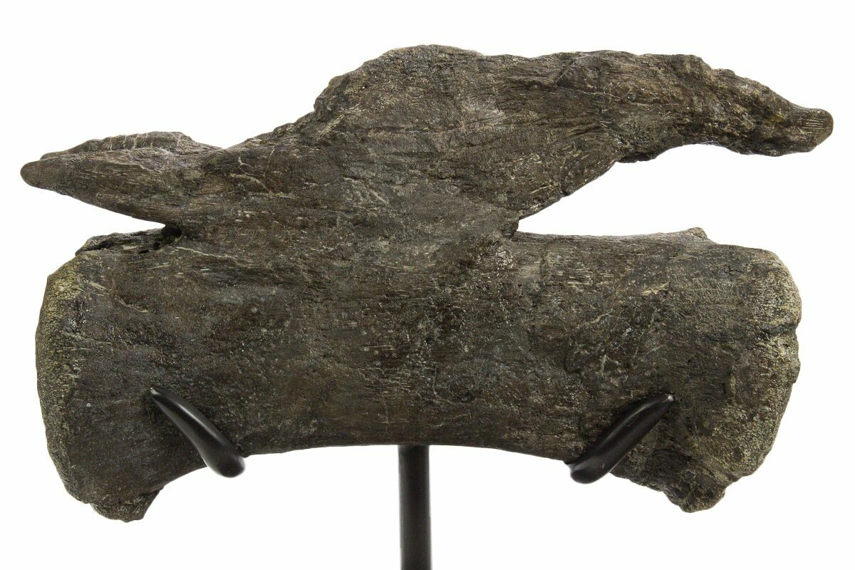 11.7" Sauropod (Barosaurus) Caudal Vertebra w/ Metal Stand - Wyoming ...