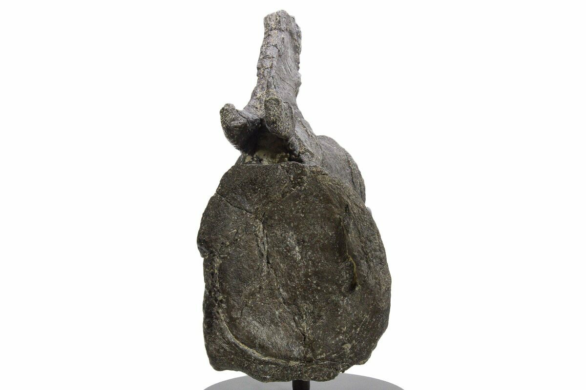 13.6" Sauropod (Barosaurus) Caudal Vertebra w/ Metal Stand - Wyoming ...