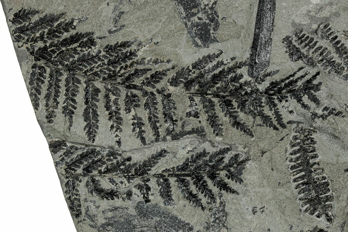 8" Carboniferous Fossil Fern and Horsetail Plate - Three Species ...