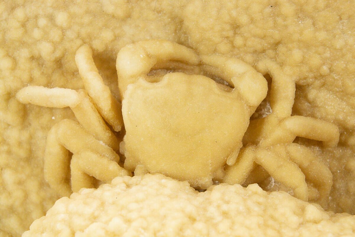 1.55" Fossil Crab (Potamon) Preserved in Travertine - Turkey (#334783 ...