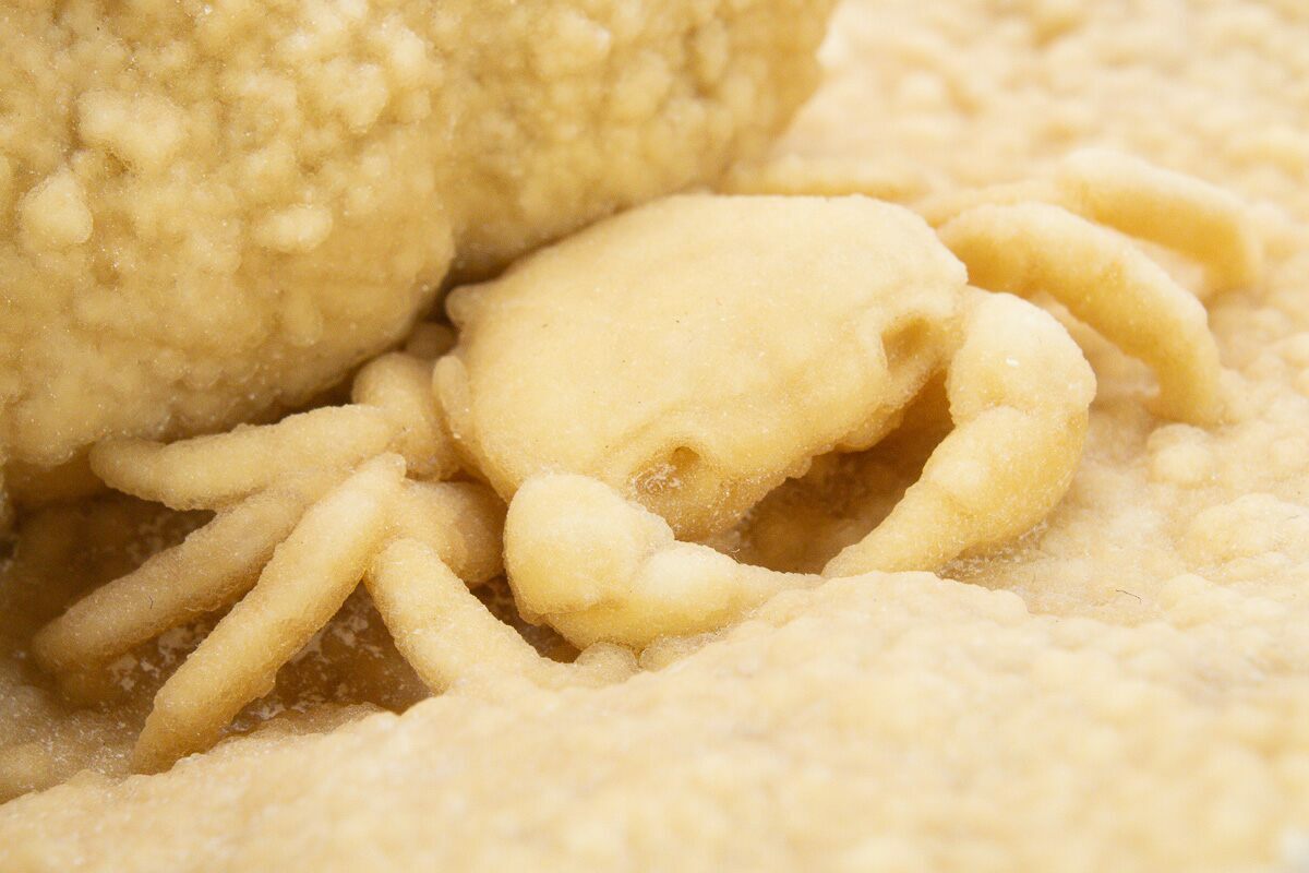 1.55" Fossil Crab (Potamon) Preserved in Travertine - Turkey (#334783 ...