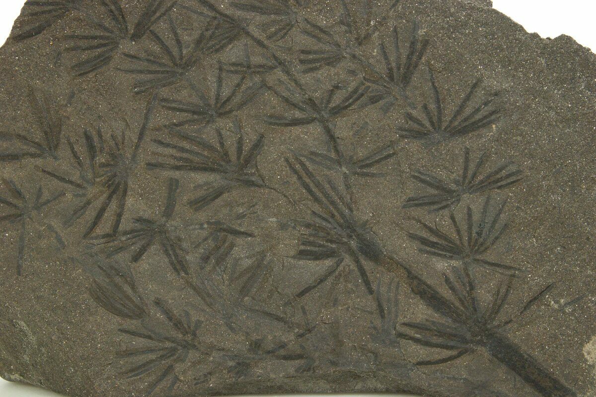 4.65" Fossil Pennsylvanian Horsetail (Asterophyllites) Plate - France ...