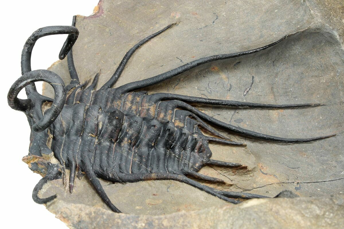 3.2" Insane Dicranurus Trilobite - Large Specimen! (#334859) For Sale ...