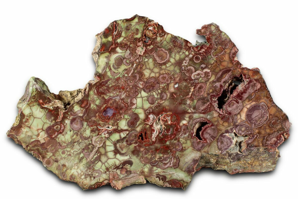 9.9" Polished Spiderweb Jasper Section - Oregon (#334885) For Sale ...