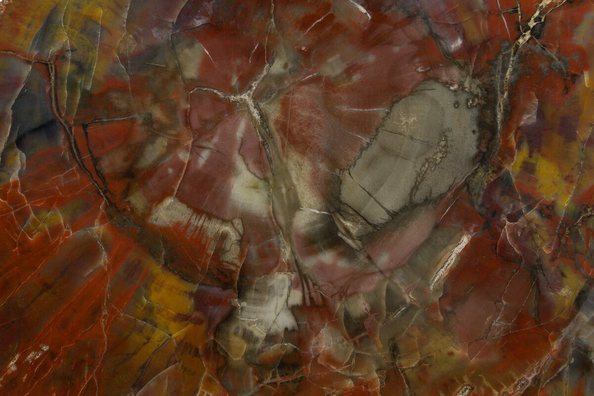 11.5" Free-Standing, Rainbow Petrified Wood - Arizona (#334962) For ...